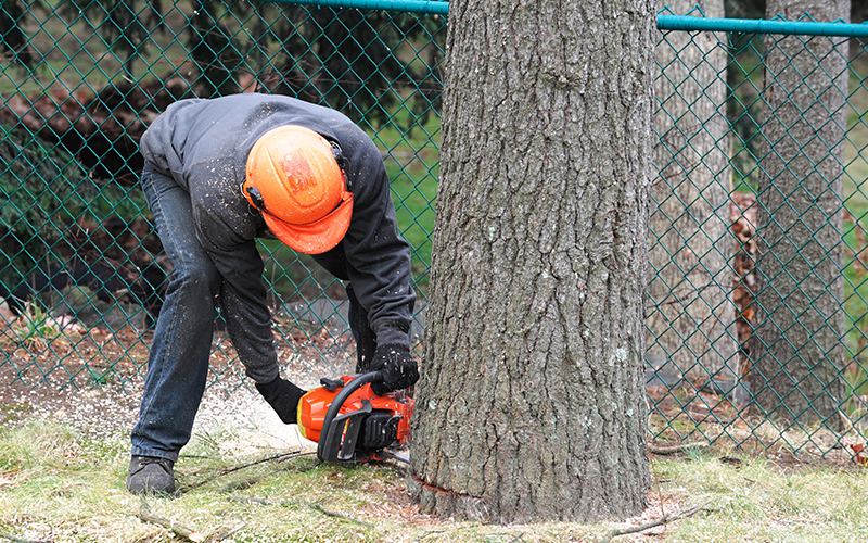 The Dos and Don’Ts of Cutting Down Trees: Tips from a Professional ...