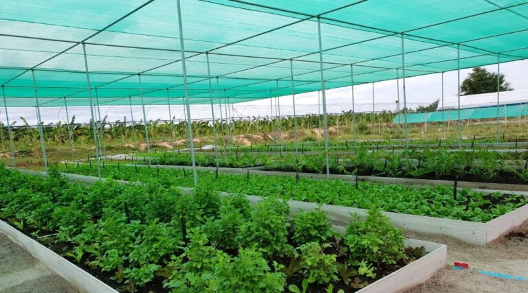 Best Color Shade Cloth for Vegetable Garden ─ Tips for Optimal Plant Growth