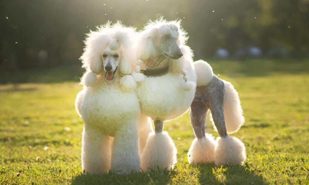 Poodle Breeding Etiquette