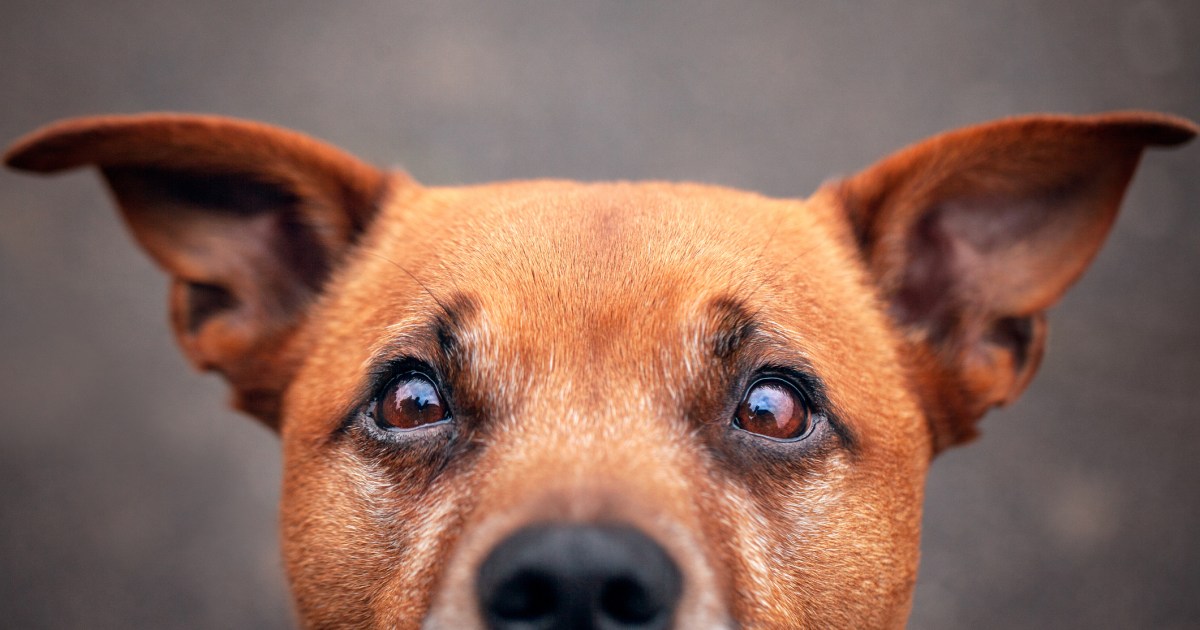 Understanding Canine Communication: A Guide to Reading Dog Body Language