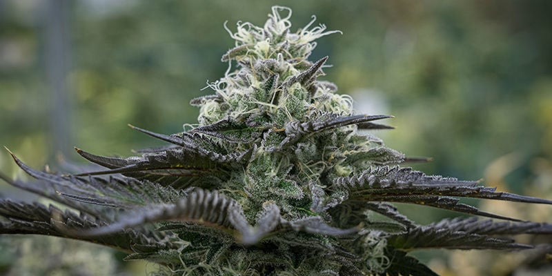 Top Cannabis Seeds to Grow in 2025: Feminized, Autoflower, and High ...