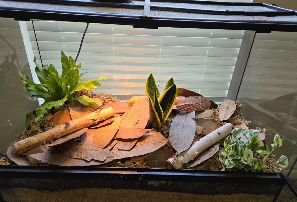 Bioactive Terrarium Guide For Frogs And Small Reptiles